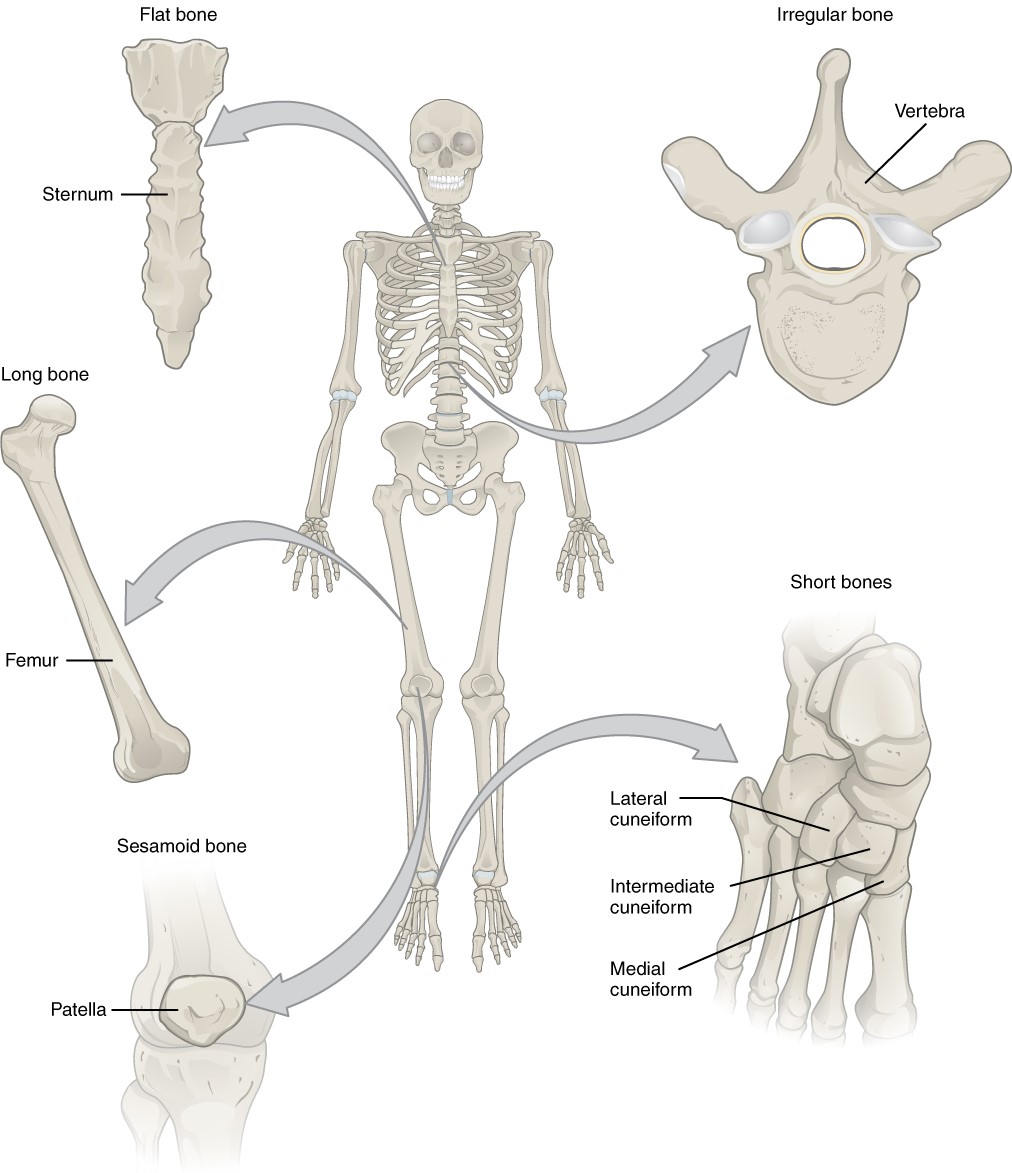  Anatomy And Physiology Lab I On OpenALG